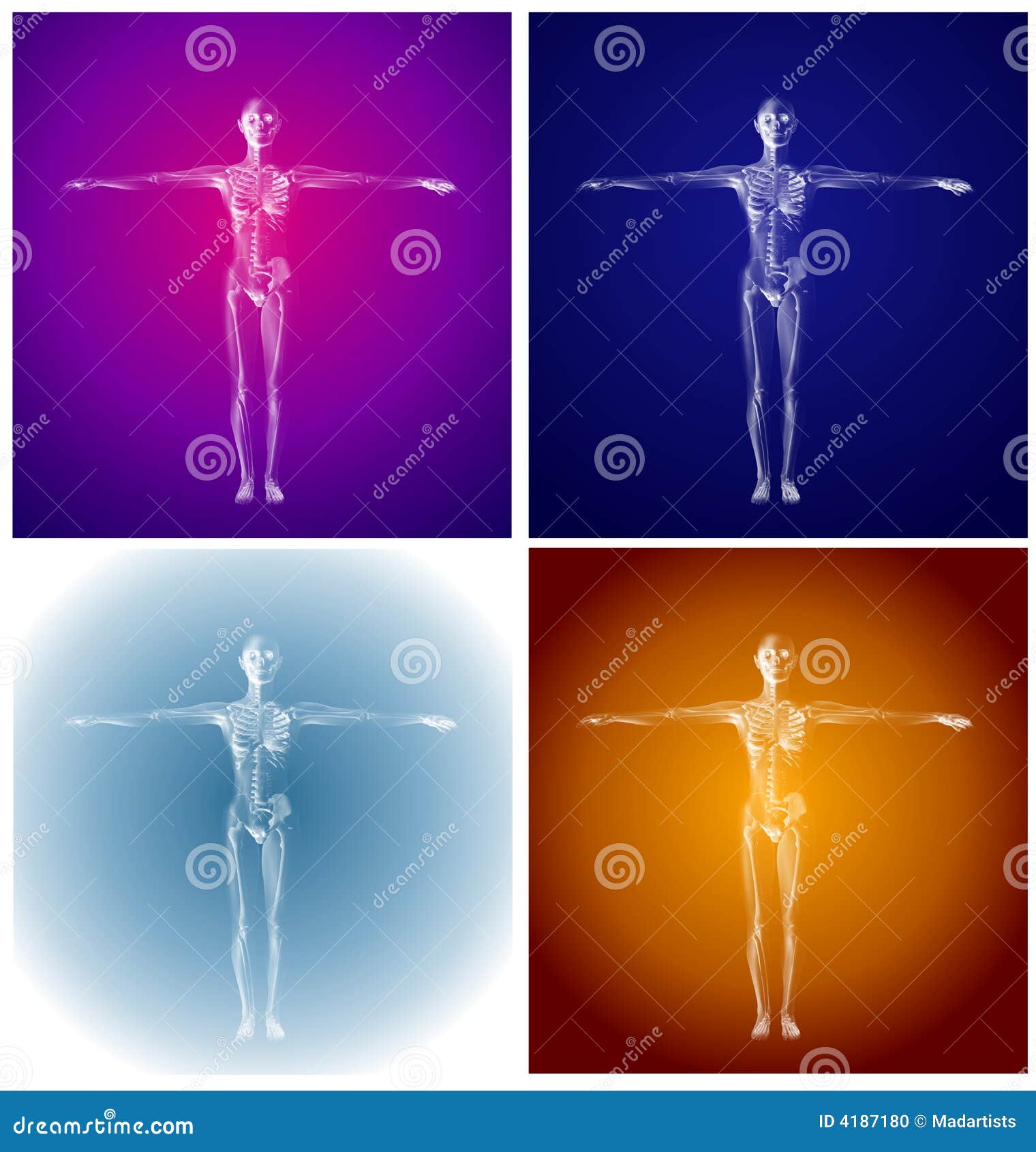 Human Anatomy Coloured Skeletons Stock Illustration - Illustration of ...