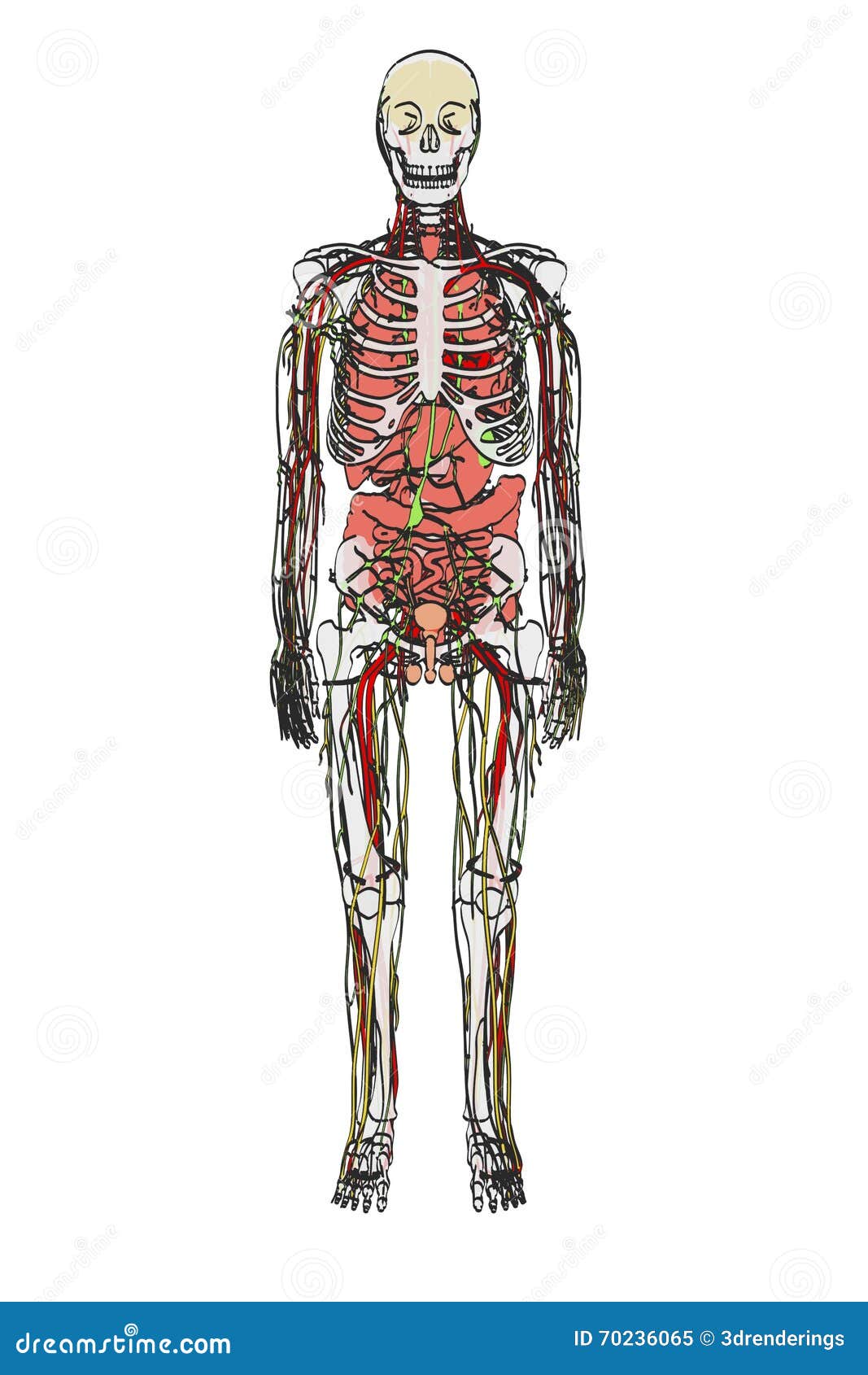 Human anatomy stock illustration. Illustration of cartoon - 70236065