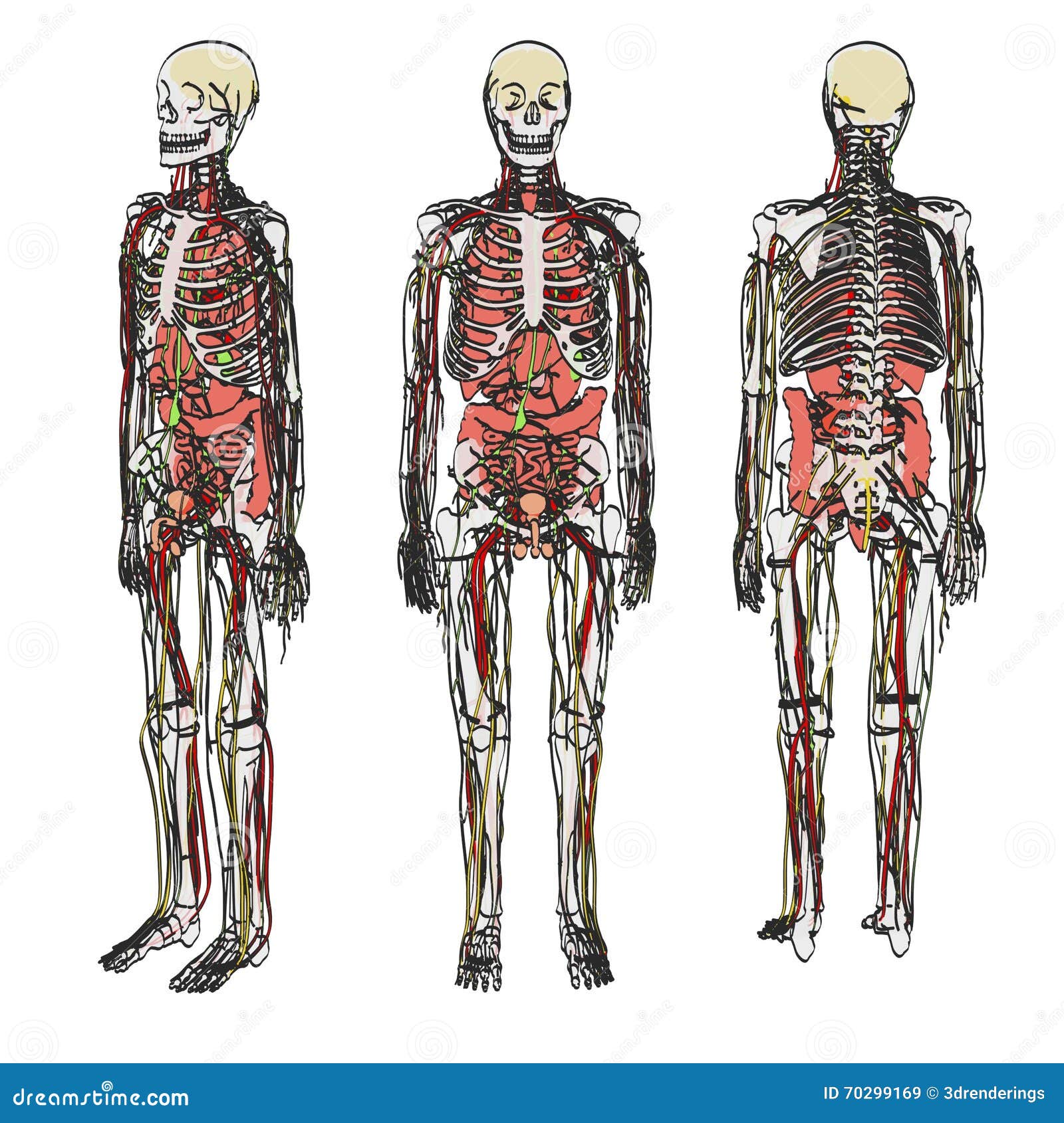 Human anatomy stock illustration. Illustration of skeleton - 70299169