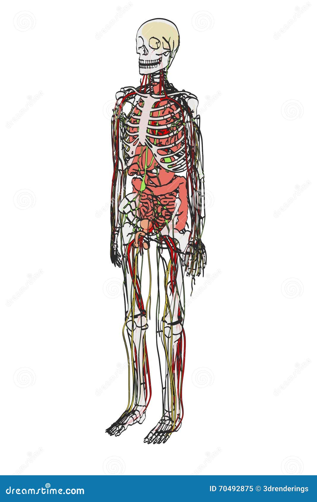 Human anatomy stock illustration. Illustration of urinary - 70492875