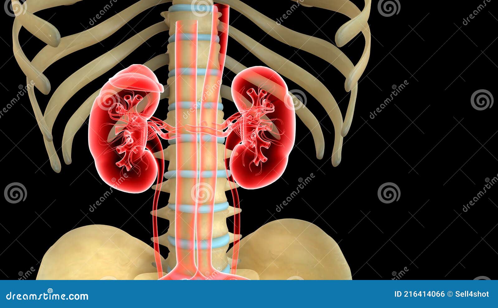 Urinary, Lymphatic And Circulatory System Stock Photography ...