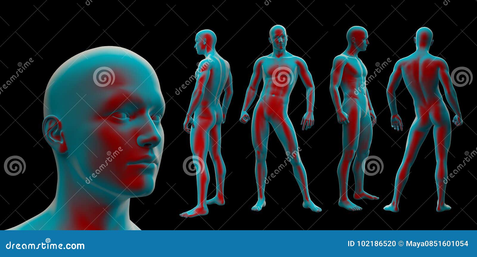 Human anatomy stock illustration. Illustration of glass - 102186520