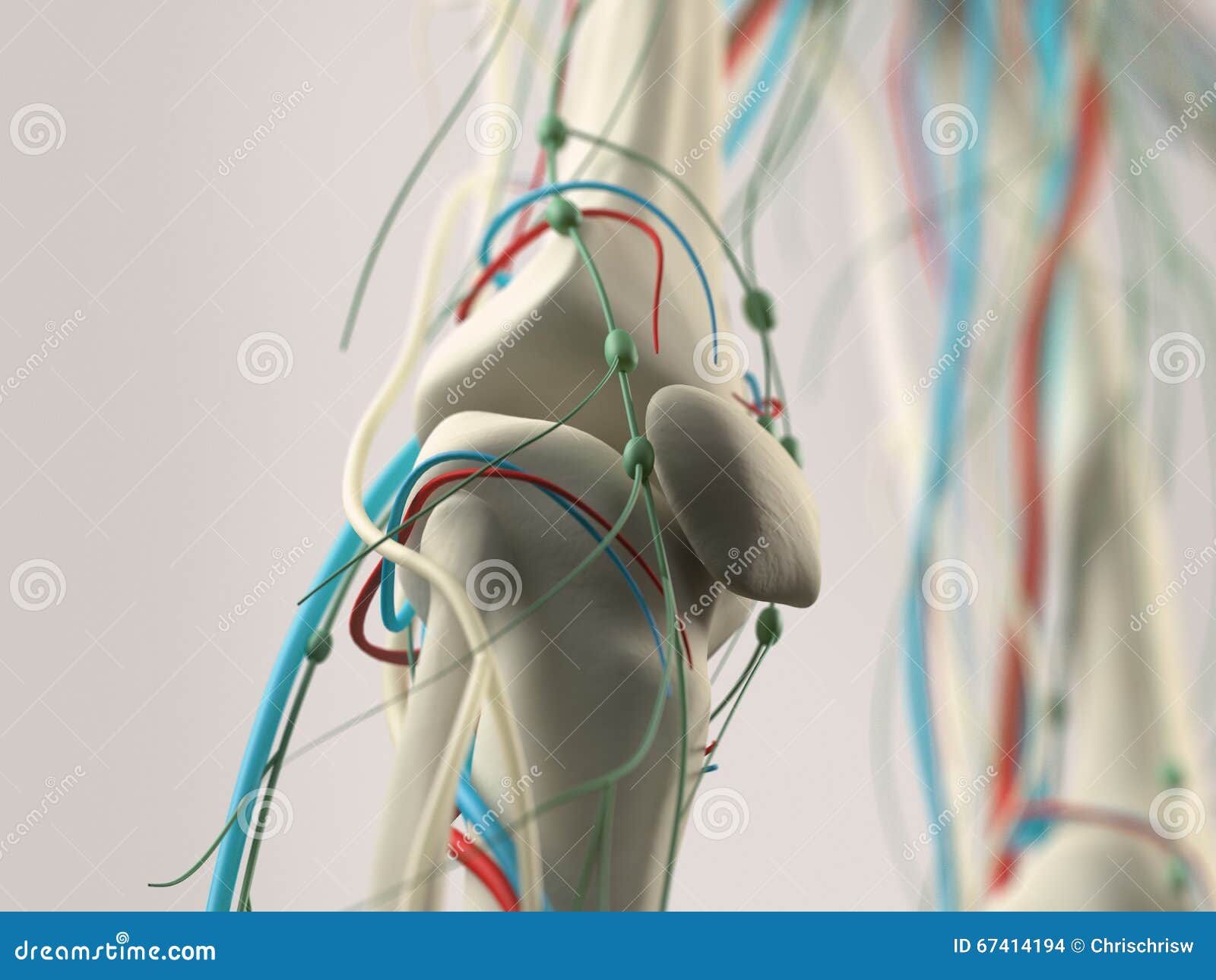 Human Anatomy Detail of Knee. Bone Structure on Plain Studio Background ...