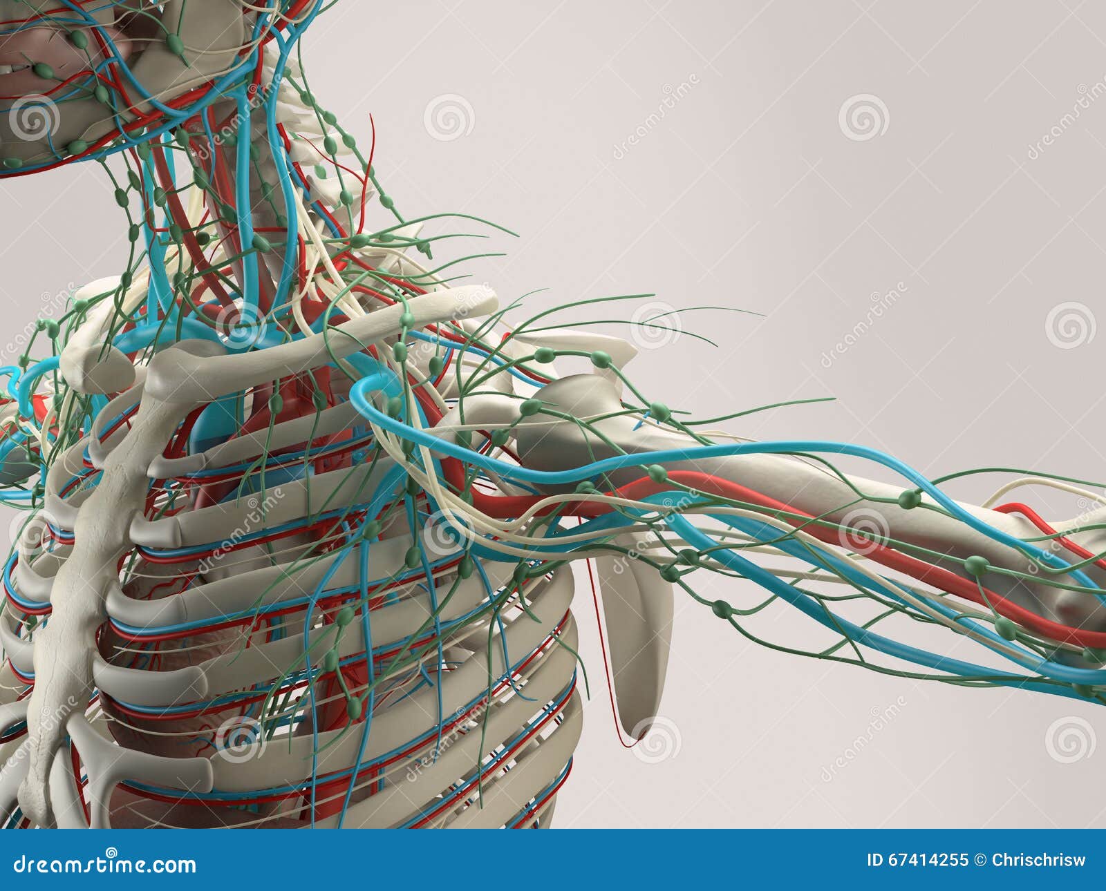 Shoulder Anatomy. Rotator Cuff Muscles. Labeled Illustration. Blue Red ...