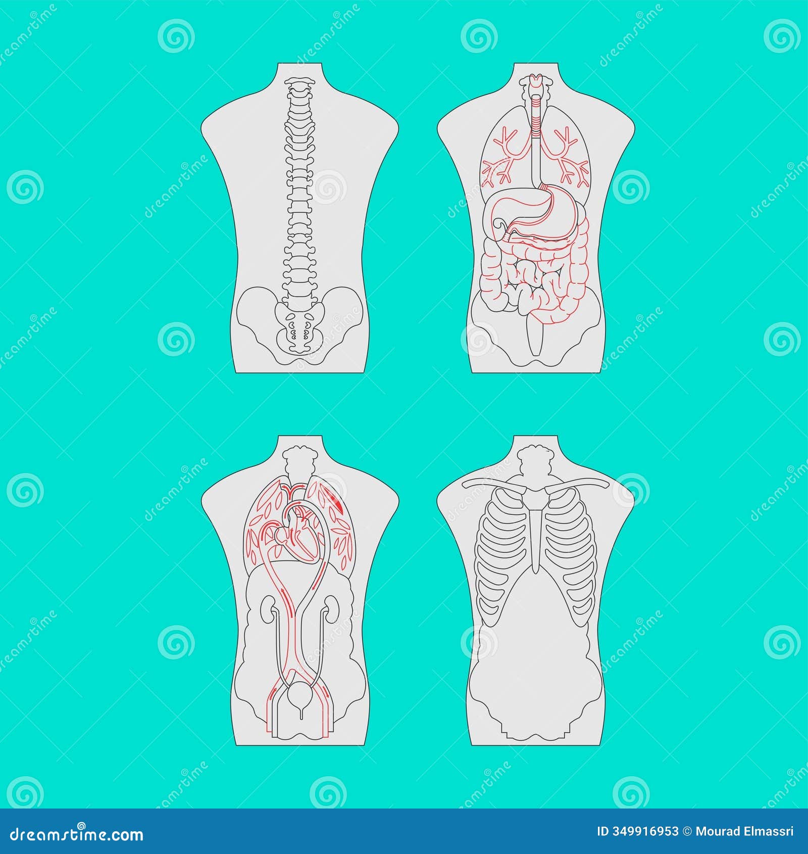 Human Anatomy Drawing Lines Stock Vector - Illustration of kids, human ...
