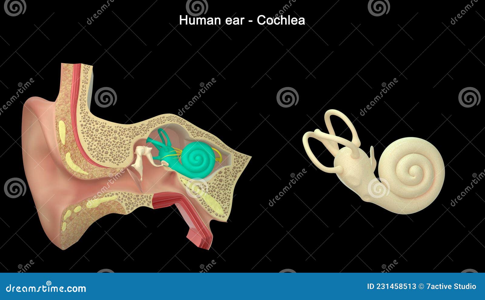 Human Ear - Inner Ear Parts - Cochlea Stock Illustration - Illustration ...