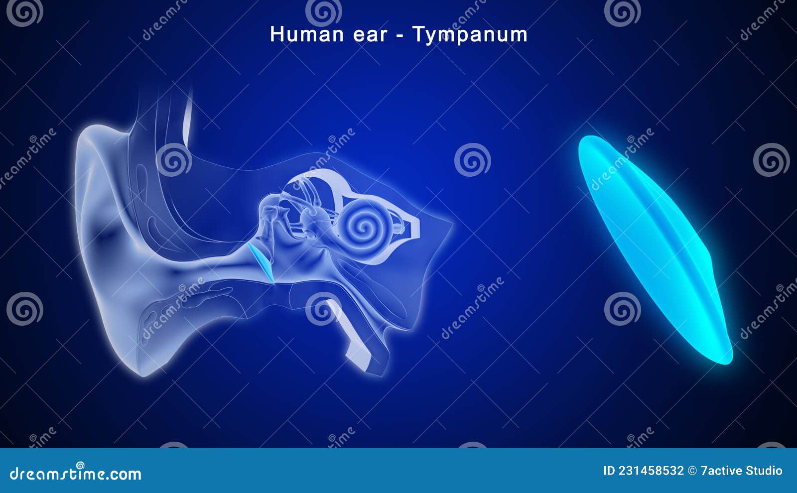 Human Ear - Inner Ear Parts - Tympanum Stock Illustration ...
