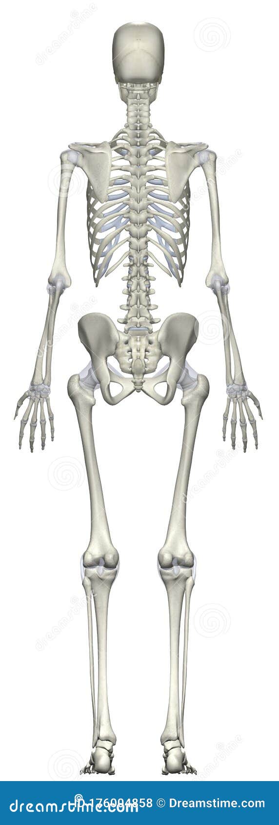 Human Anatomy Female Skeletal System from Back Stock Photo ...