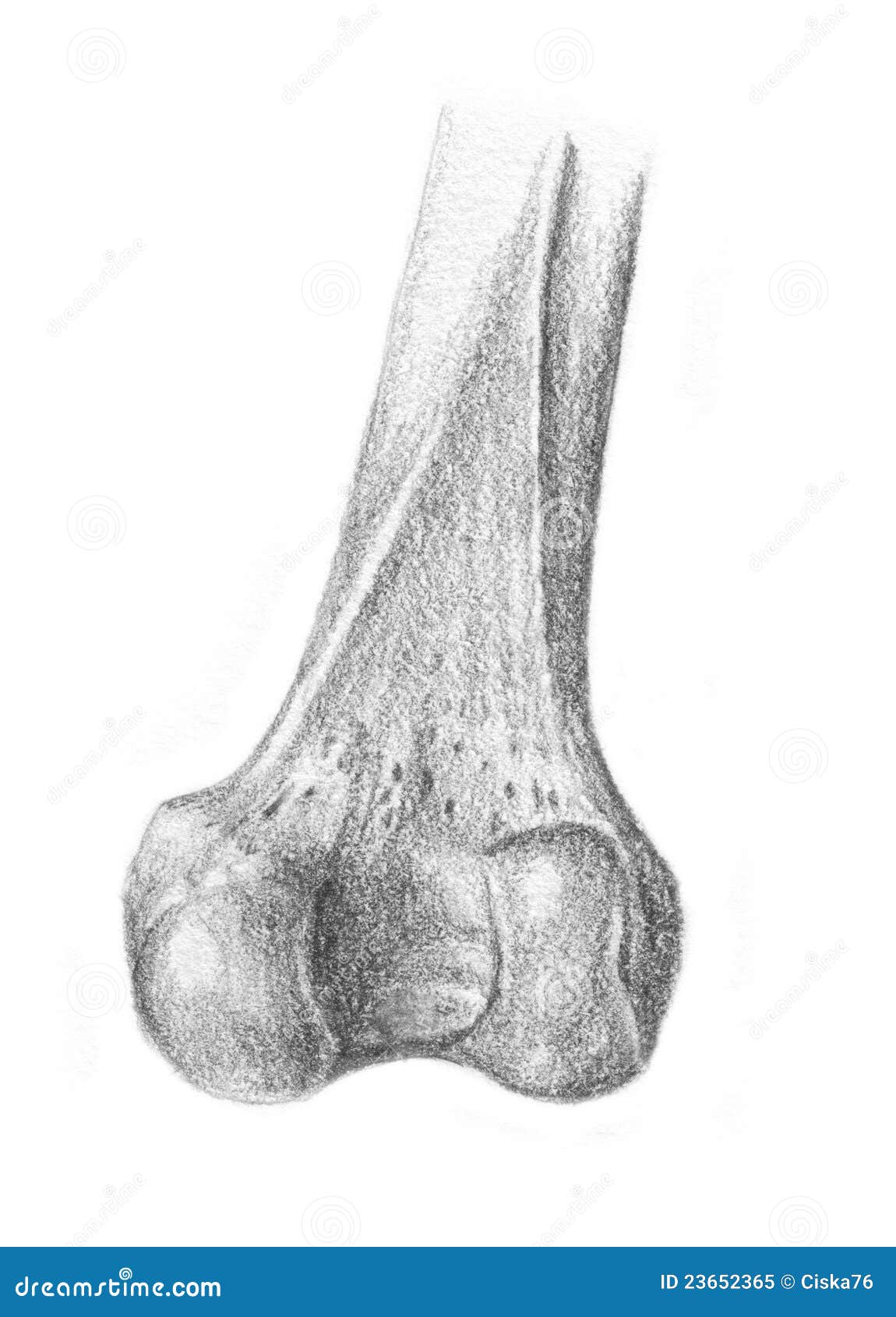 Human anatomy - femur stock illustration. Illustration of pencil - 23652365