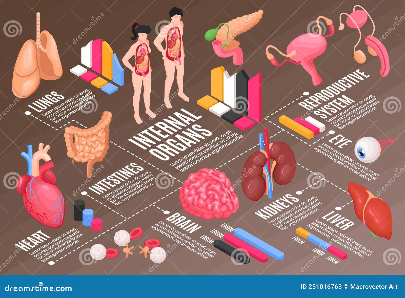 Human Anatomy Flowchart stock vector. Illustration of male - 251016763