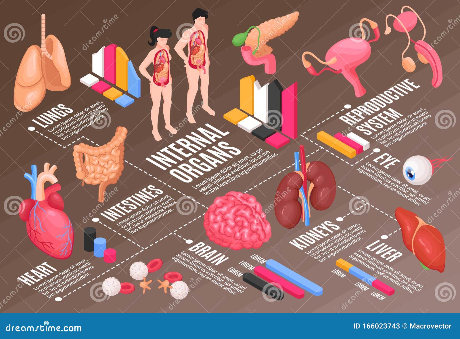 Human Anatomy Flowchart stock vector. Illustration of flowchart - 166023743