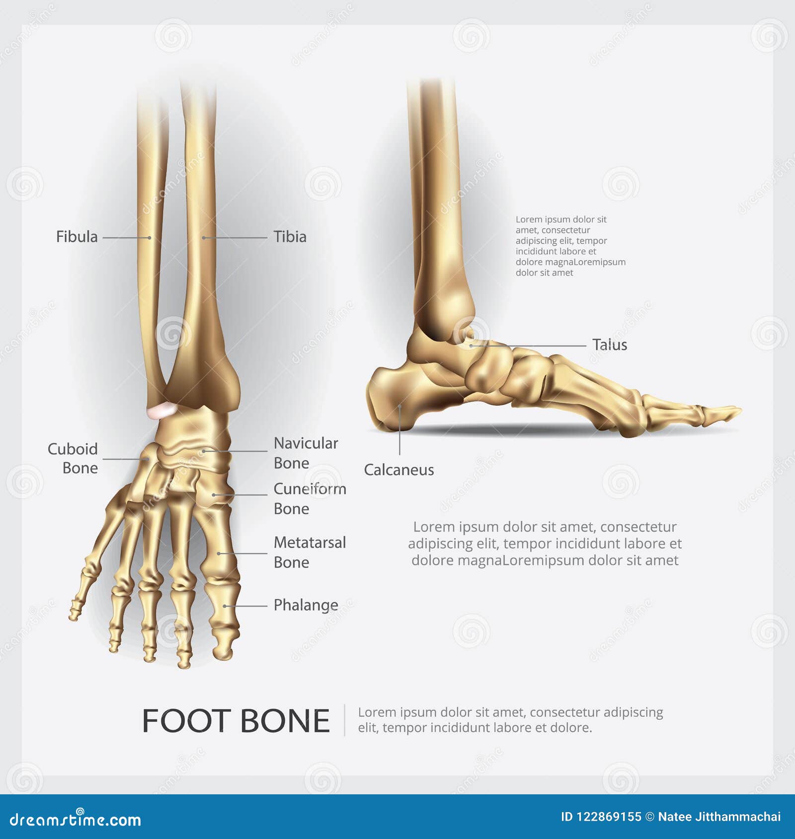 Human Anatomy Foot Bone stock vector. Illustration of human - 122869155