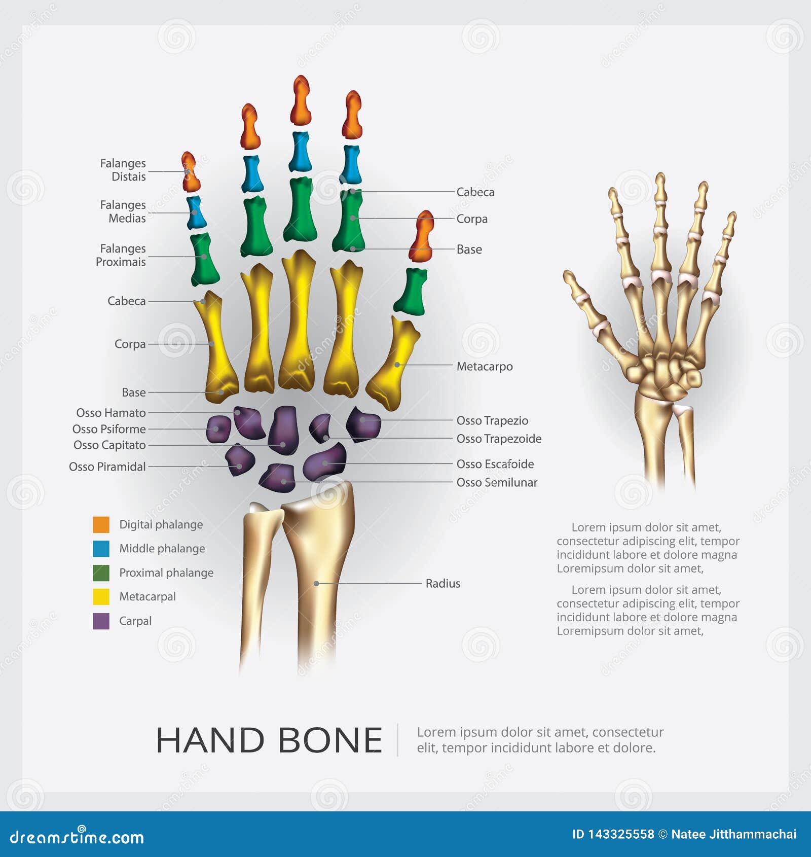 Human Anatomy Hand Bone stock vector. Illustration of distal - 143325558
