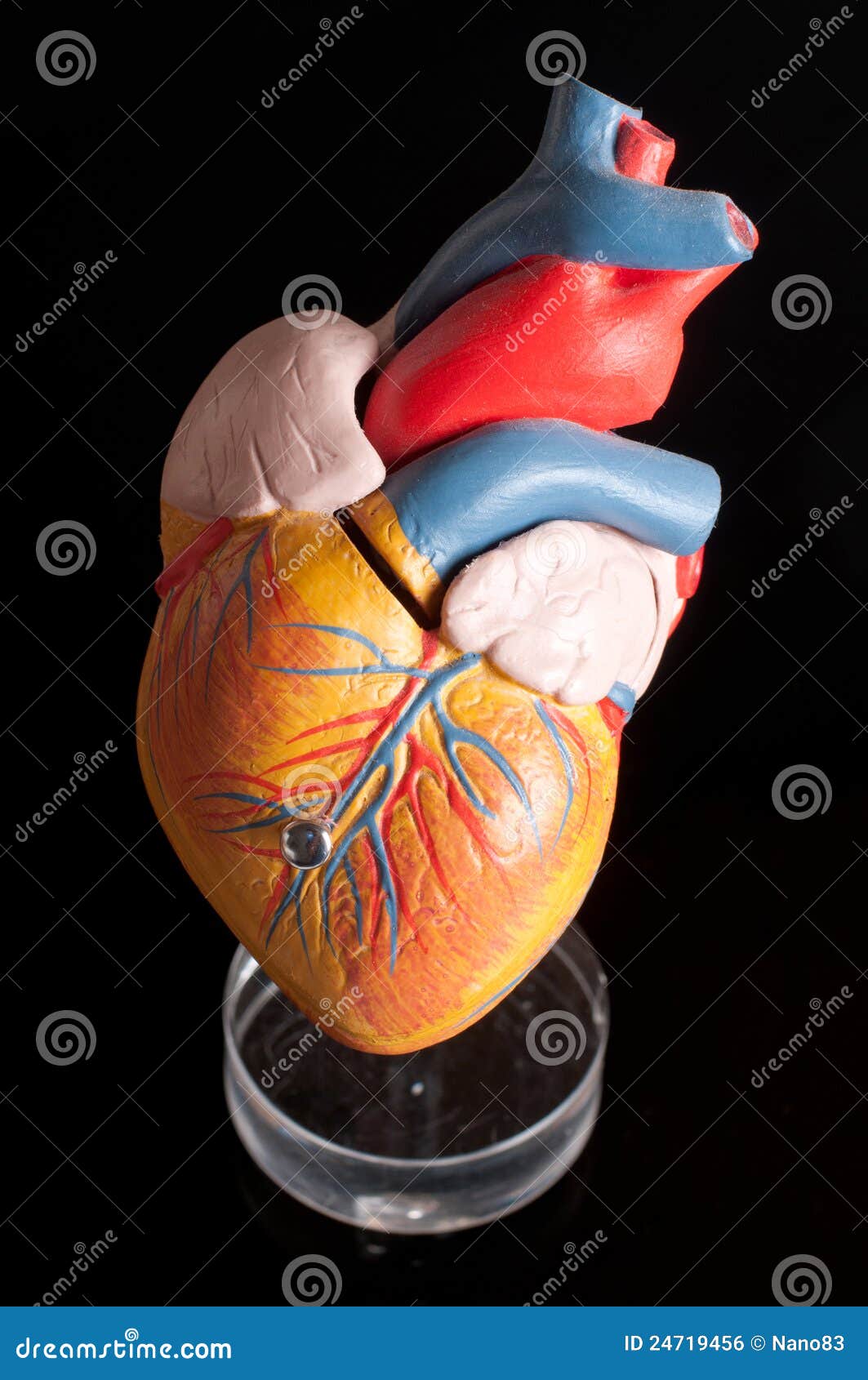 Plastic Heart Model Labeled