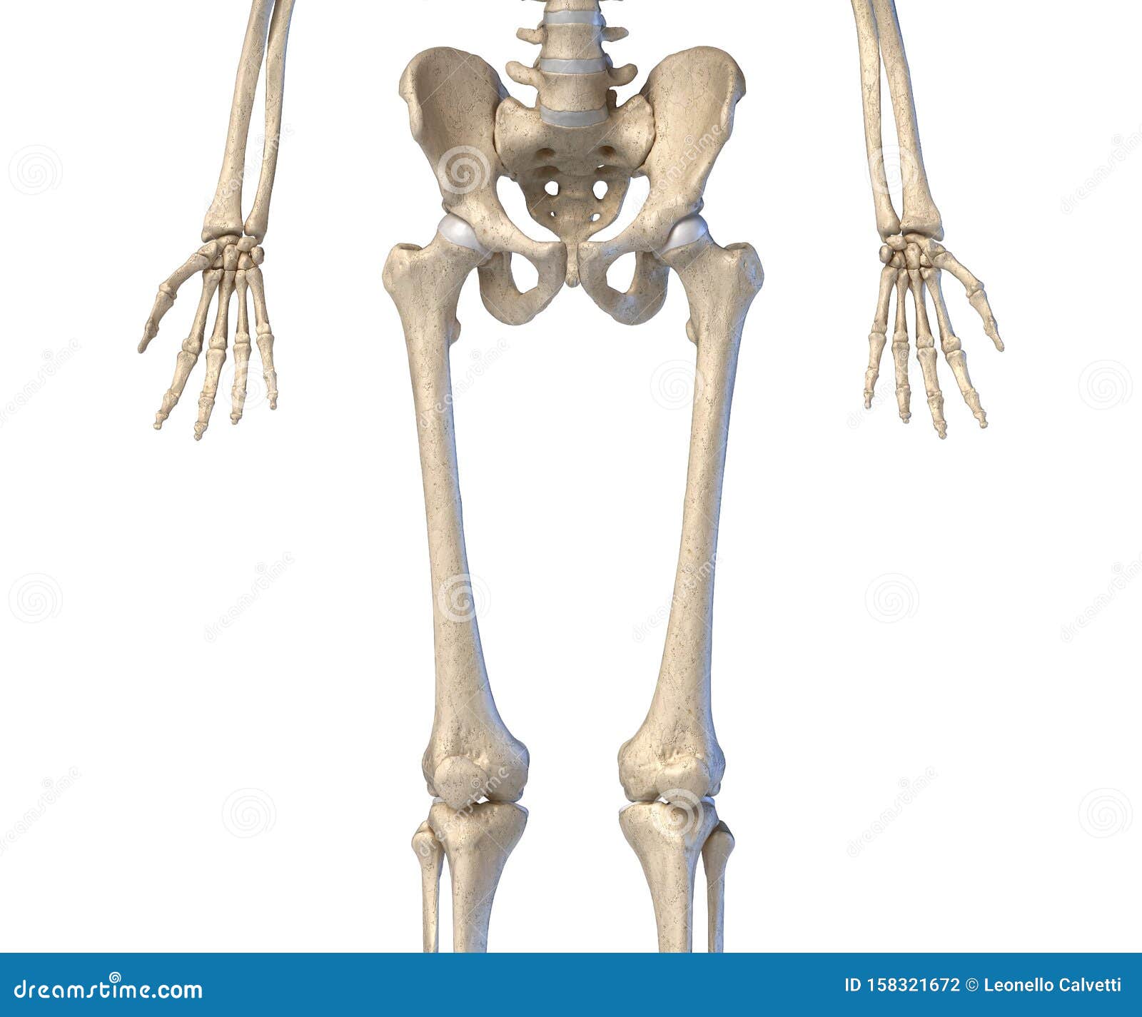 Hands Skeleton Human Front Back View. Set Of Carpals, Wrist ...