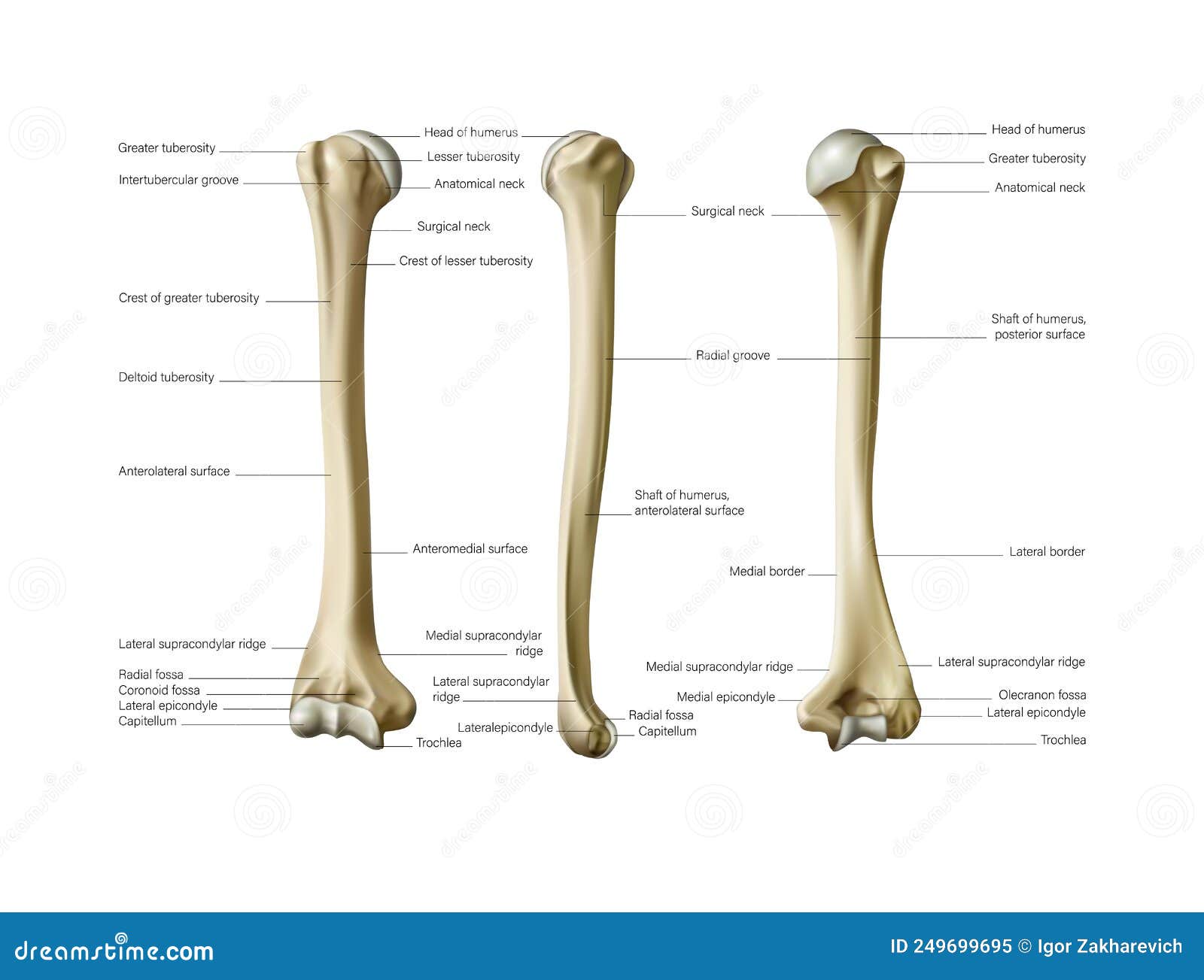 Human Anatomy. Humerus And Forearm On A White Background. Vector ...