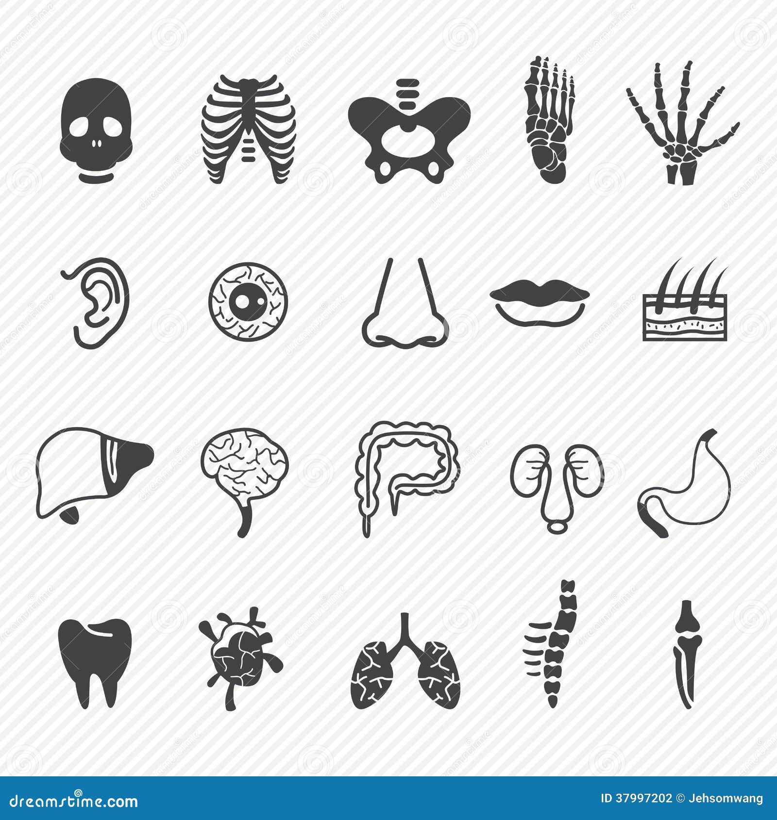Human anatomy icons stock vector. Illustration of cage - 37997202