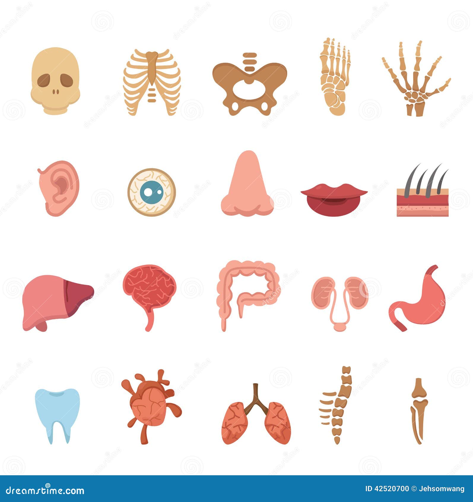 Human Anatomy Icons Stock Vector - Image: 42520700