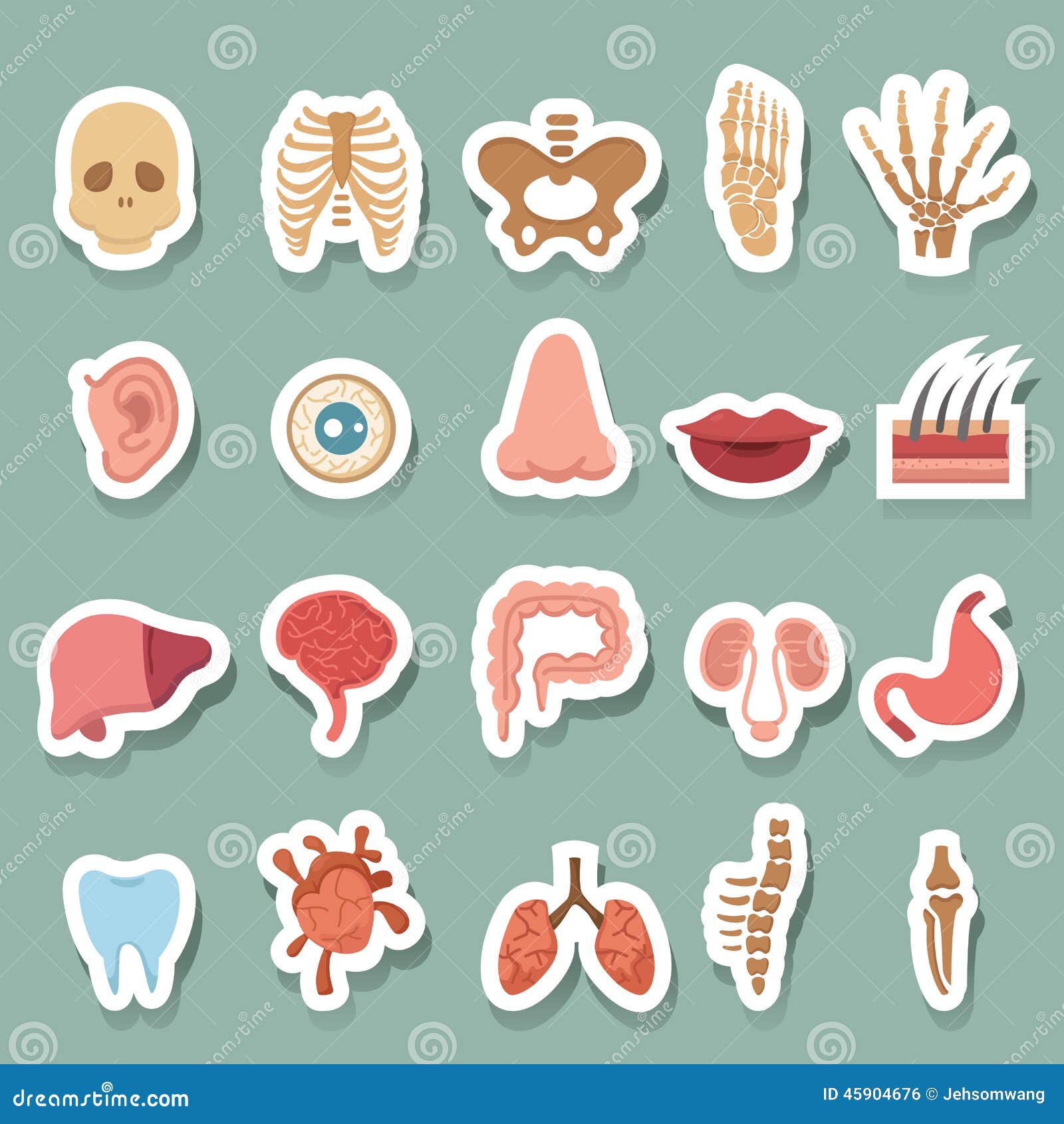 Human Anatomy Icons Vector Illustration | CartoonDealer.com #45904676