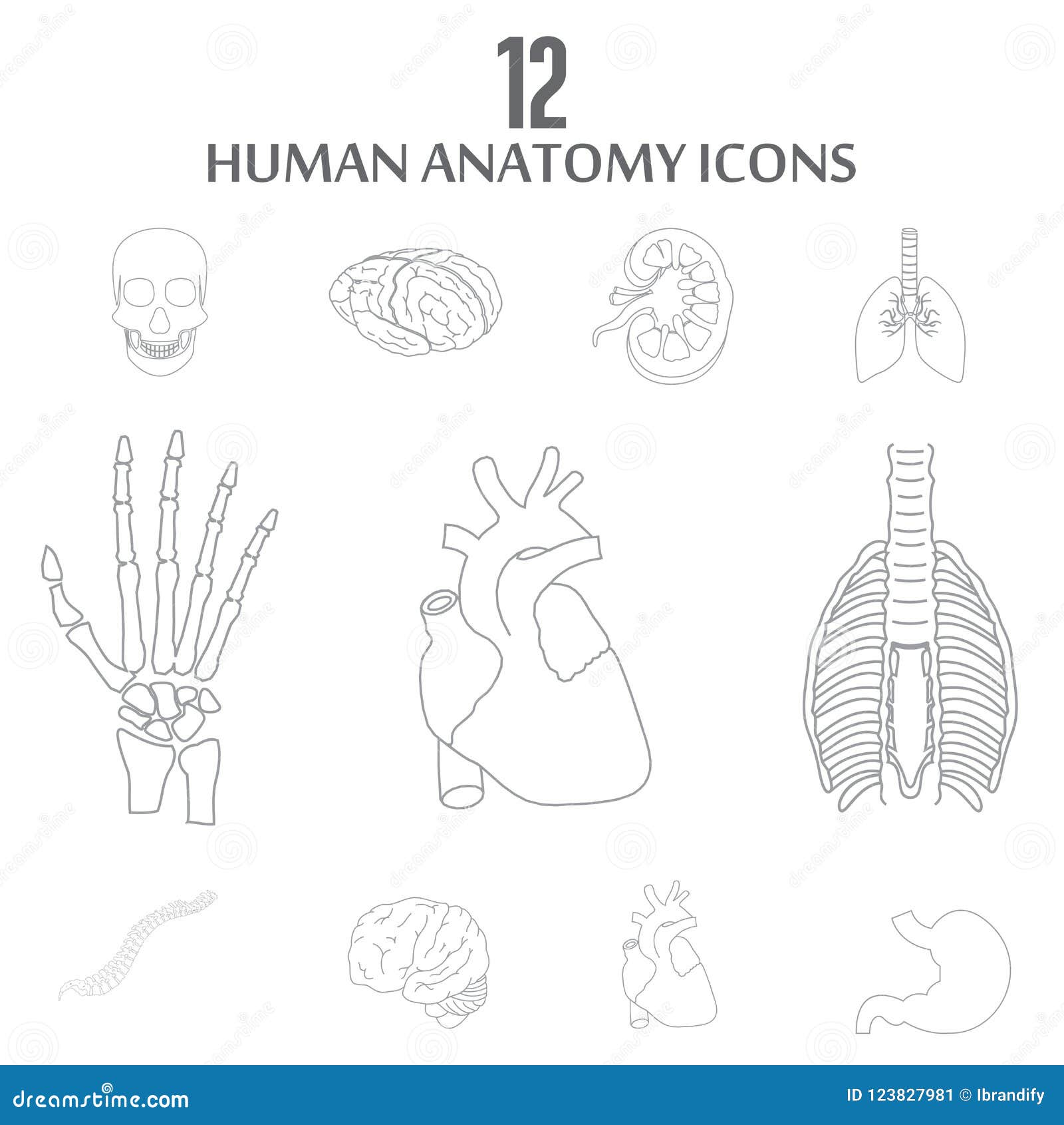 Human Anatomy Icons Set Vector Stock Vector - Illustration of icons ...