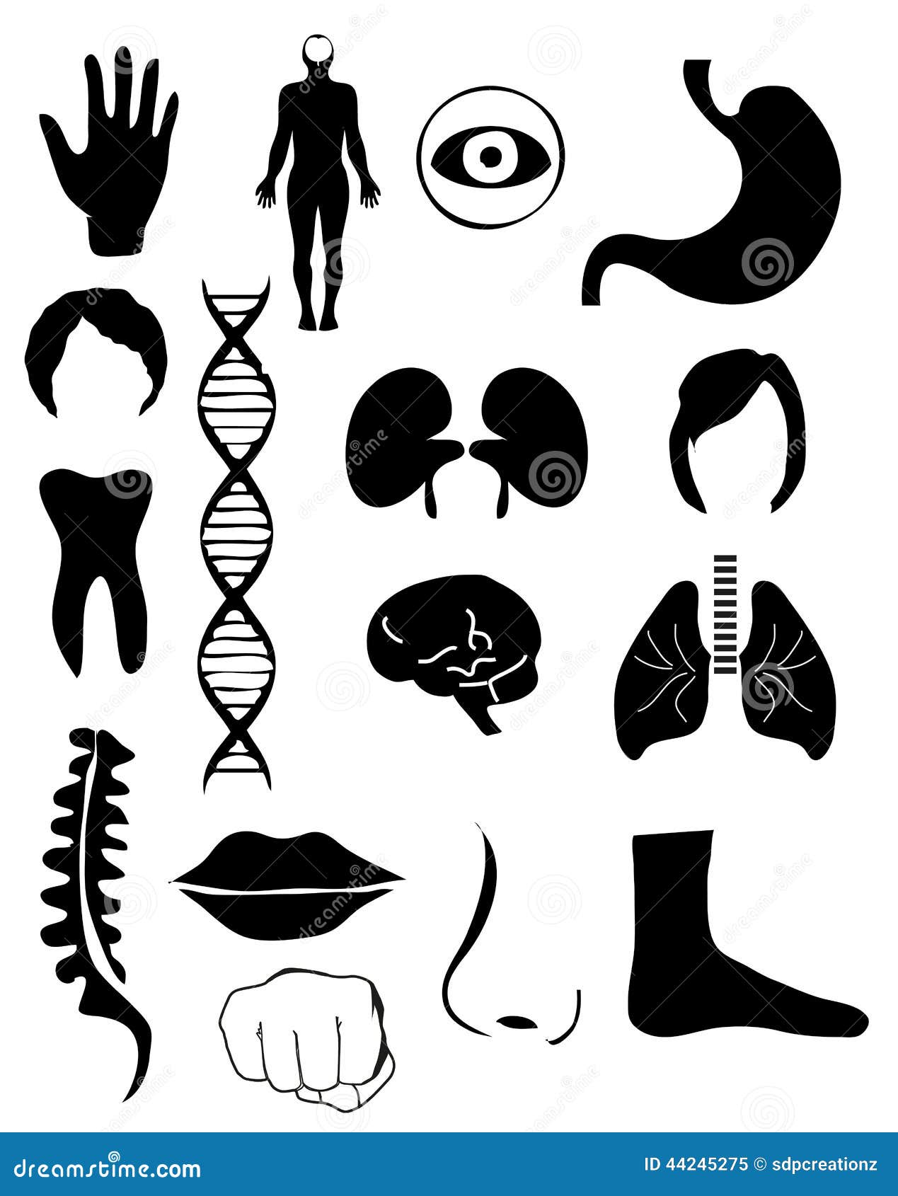 Human Anatomy Icons Set stock vector. Illustration of cerebellum - 44245275