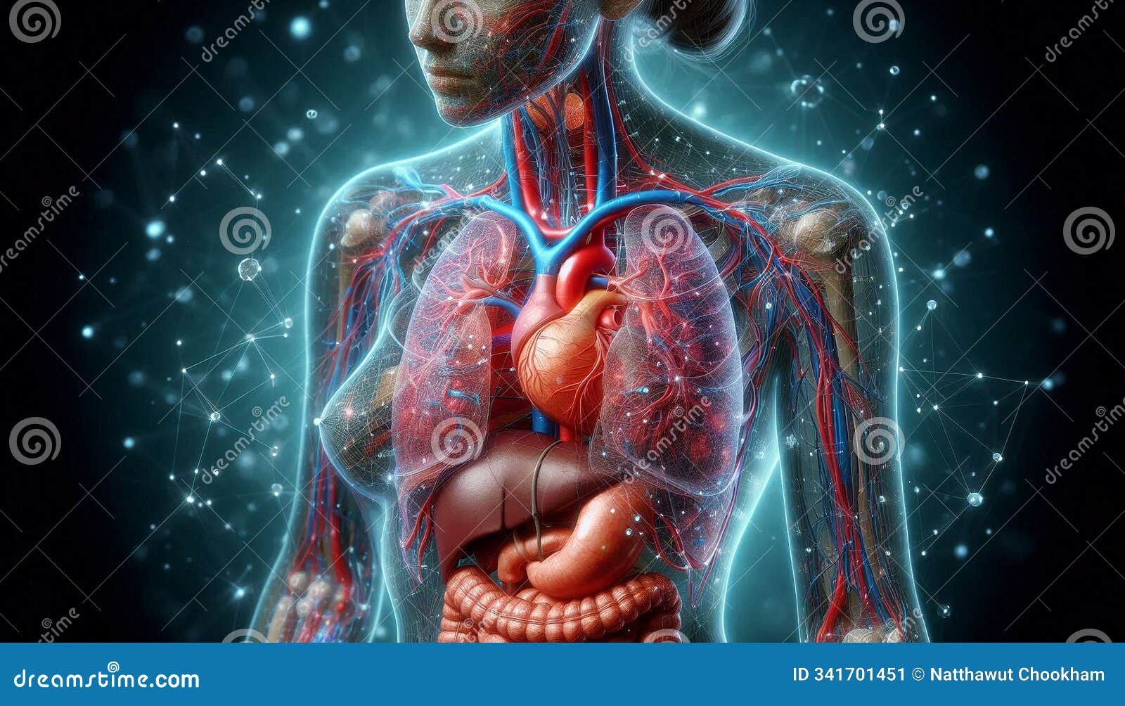Human Anatomy with Internal Organs and Systems Stock Illustration ...