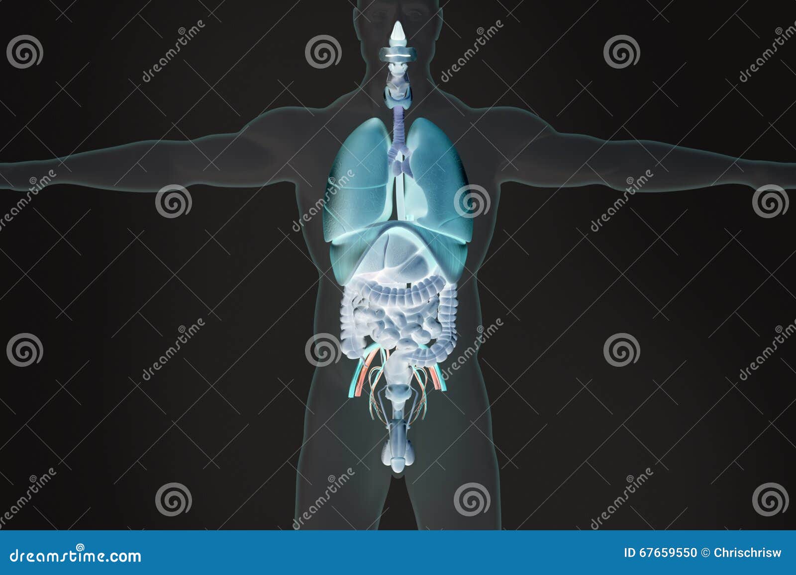 Human Anatomy Intestines in Xray-like View. Stock Illustration ...