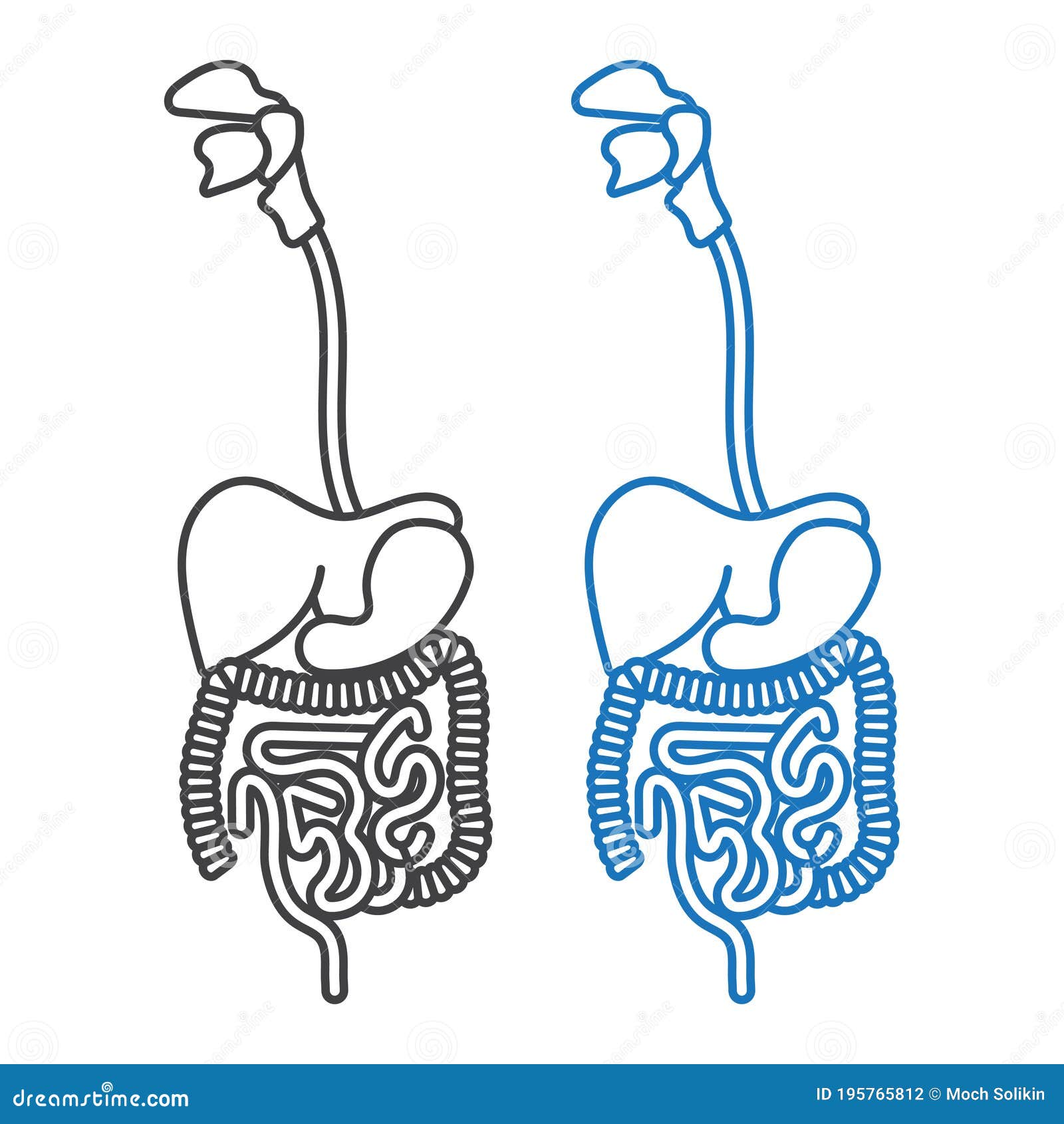 Human Anatomy Line Art Vector Icon for Apps and Websites Stock Vector ...