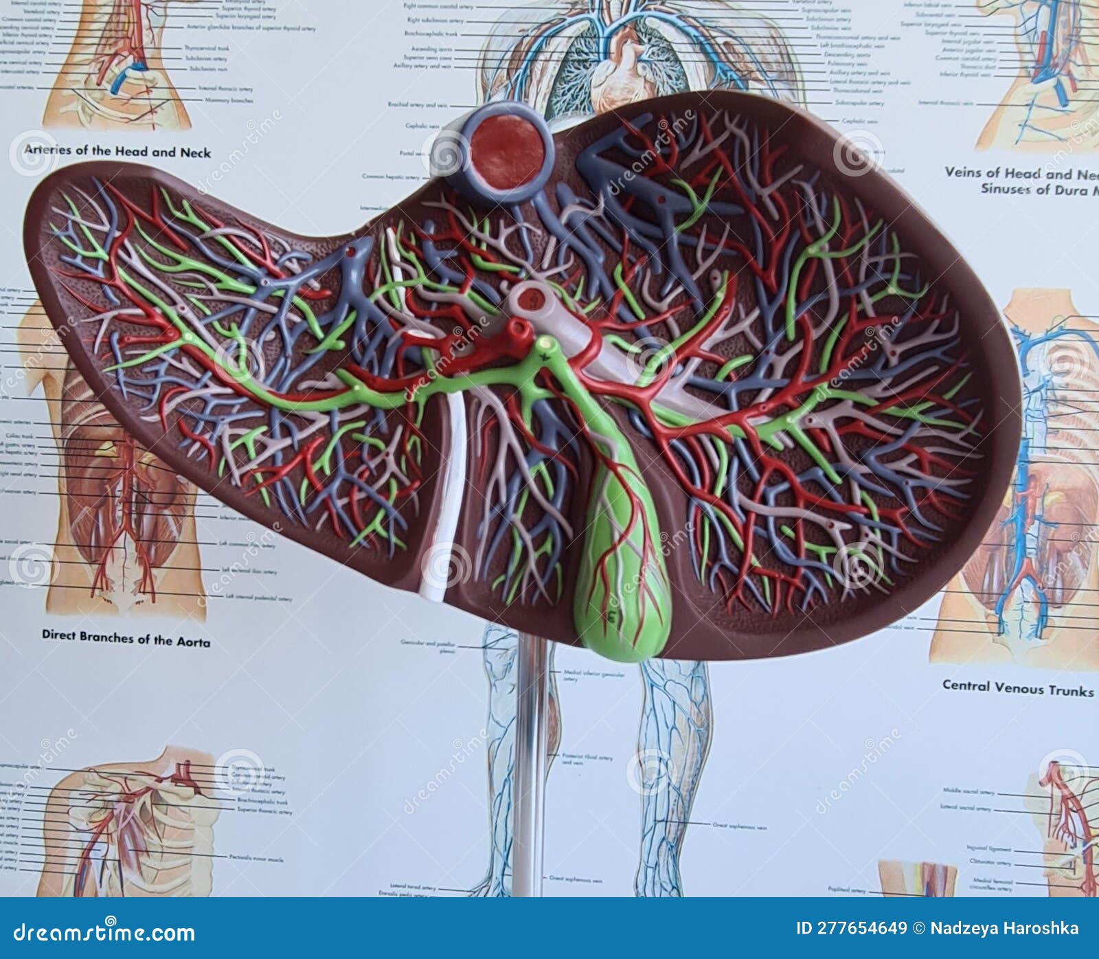 Human Anatomy Liver Model Closeup. . Structure and Function of Liver ...