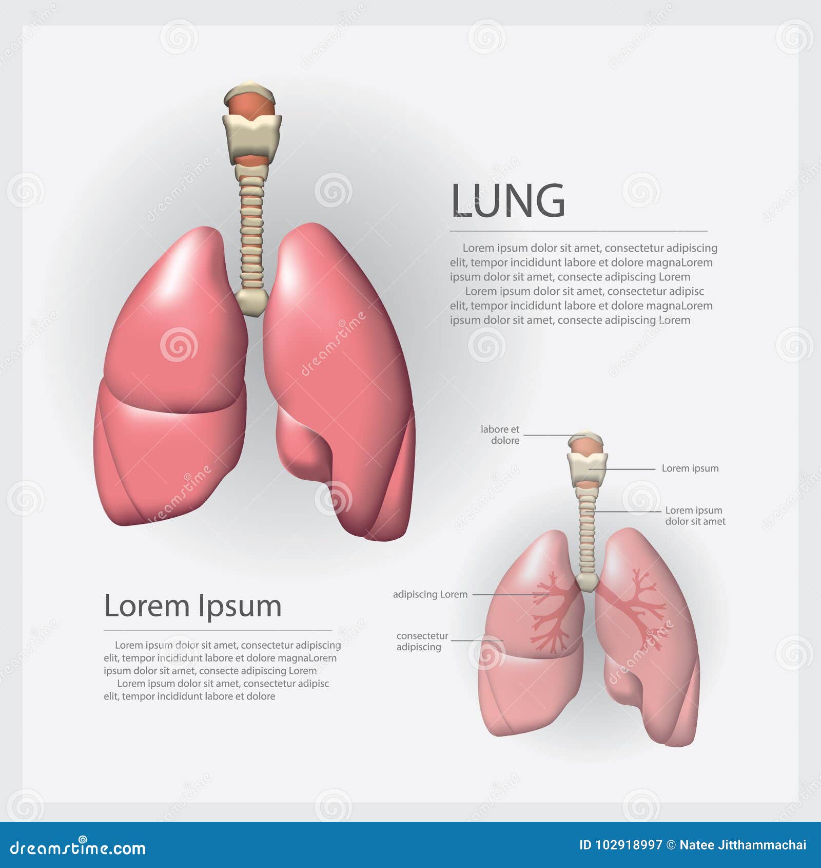 Human Anatomy Lung with Detail Stock Vector - Illustration of ...