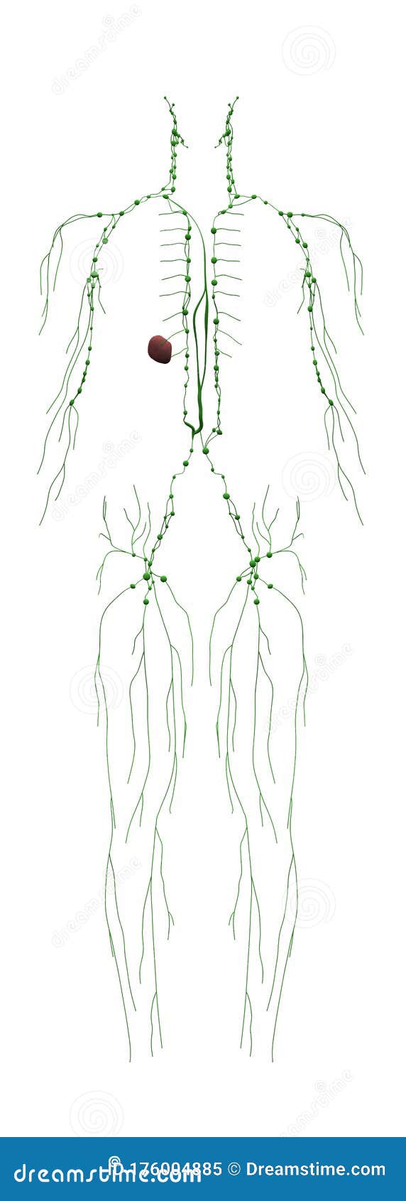 Human Anatomy Male Lymphatic System from Back Stock Image ...
