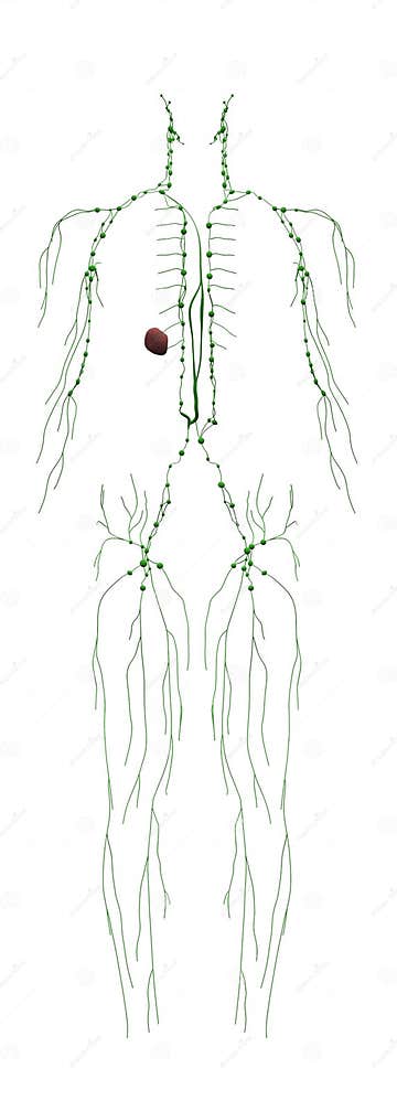 Human Anatomy Male Lymphatic System from Back Stock Image ...