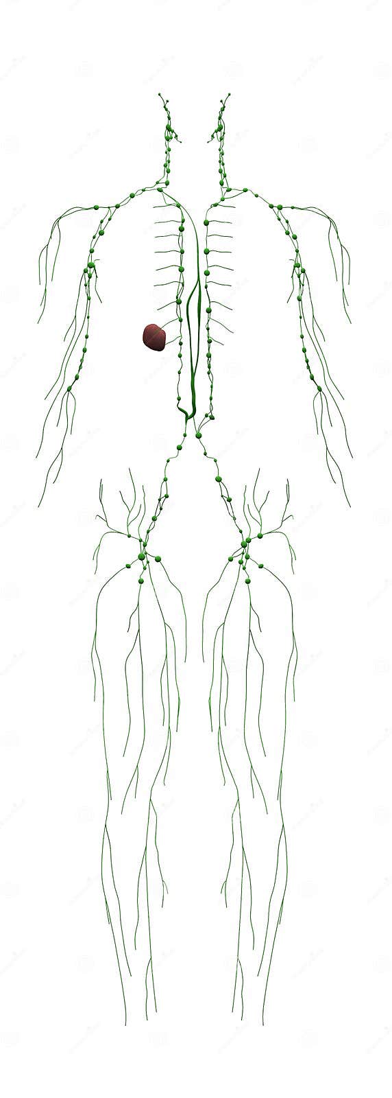 Human Anatomy Male Lymphatic System from Back Stock Image ...