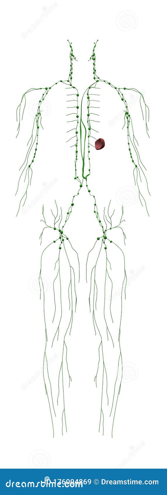 Human Anatomy Male Lymphatic System from Front Stock Image ...