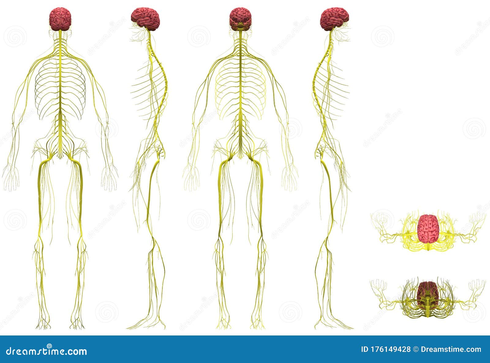 Human Anatomy Male Nervous System Multiple Angles Stock Photo ...