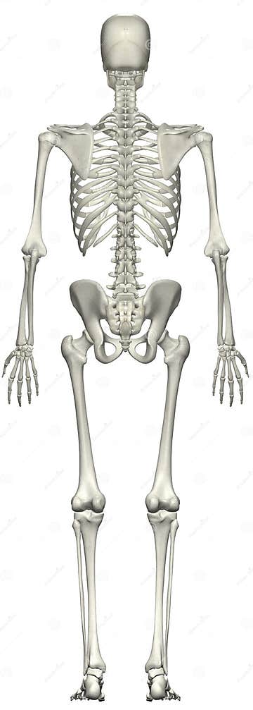 Human Anatomy Male Skeletal System from Back Stock Image - Illustration ...