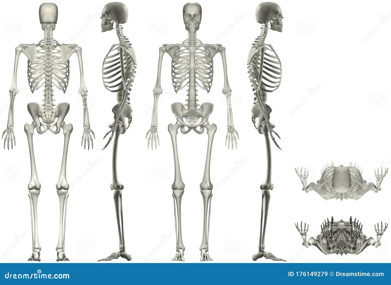 Human Anatomy Male Skeleton Multiple Angles Stock Image - Illustration ...