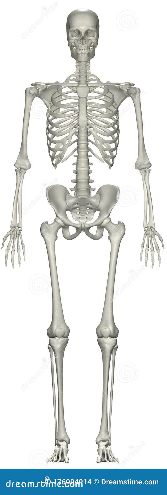Human Anatomy Male Skeletal System from Front Stock Photo ...