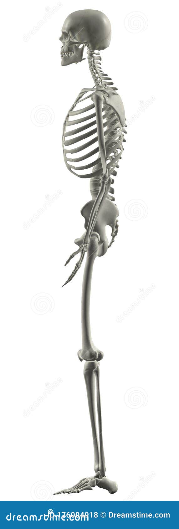 Human Anatomy Male Skeletal System from Left Stock Photo - Illustration ...