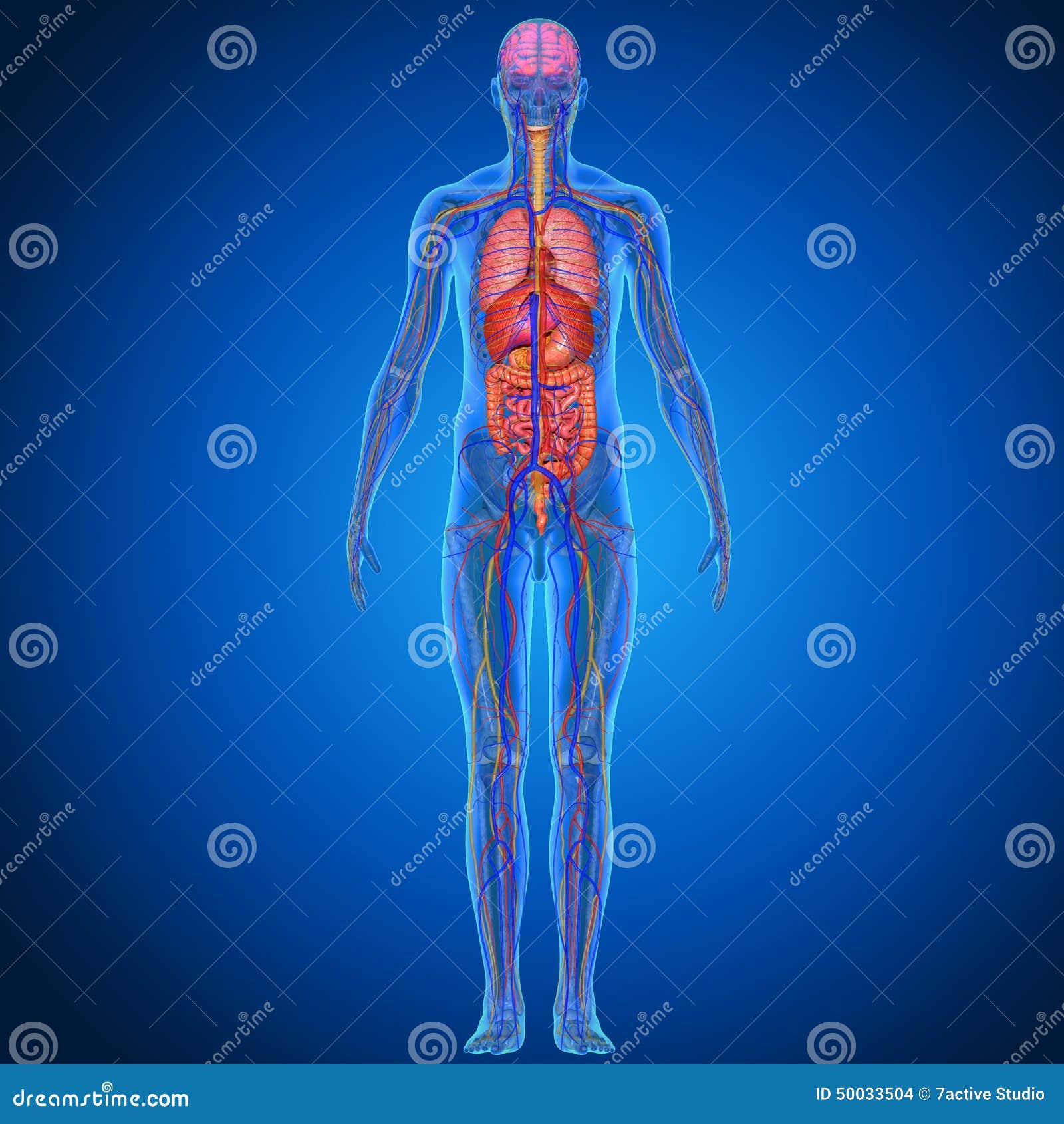 Human Anatomy stock illustration. Illustration of granulosum - 50033504