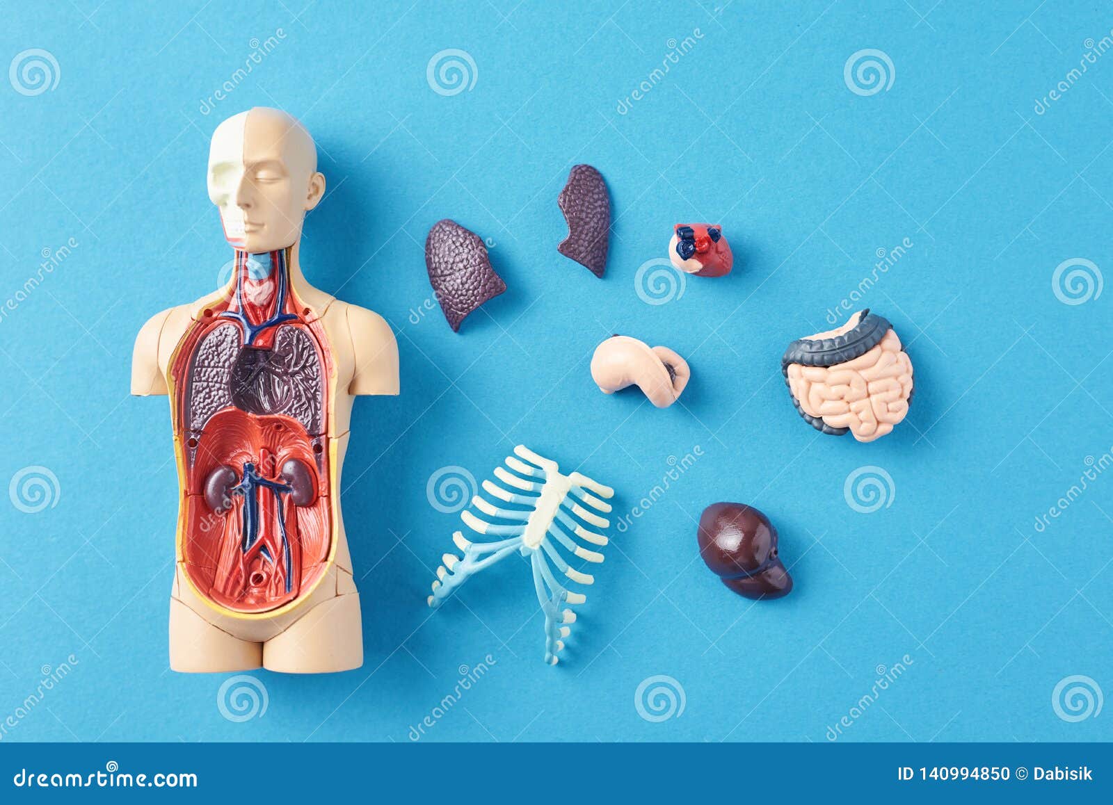 Human Anatomy Mannequin With Internal Organs On A Blue Background ...