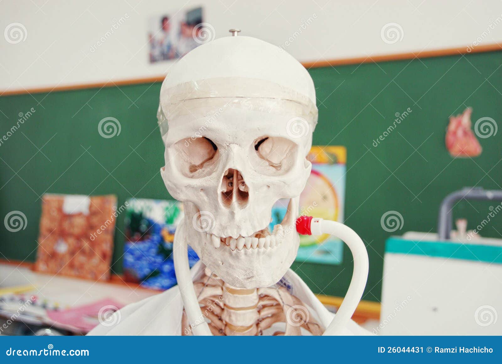 Human Anatomy Model in a Biology Class Stock Image - Image of model ...
