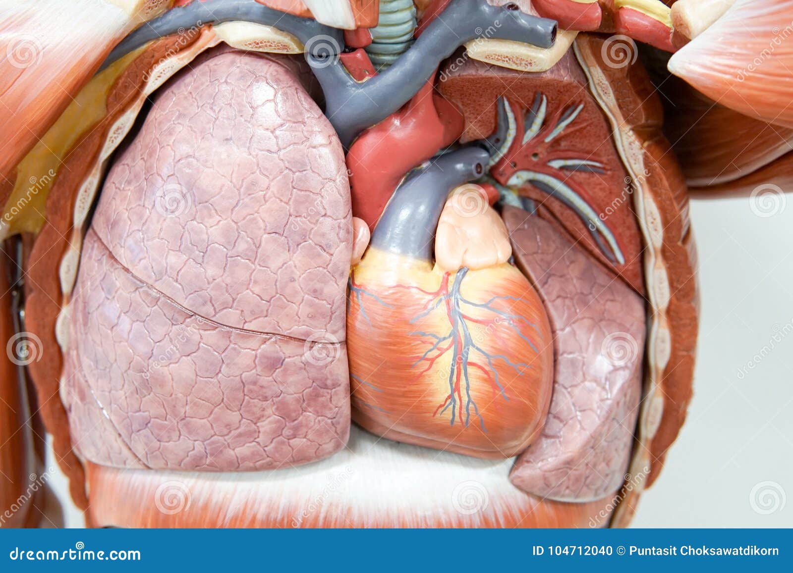 Human Anatomy Model Royalty-Free Stock Image | CartoonDealer.com #104712040