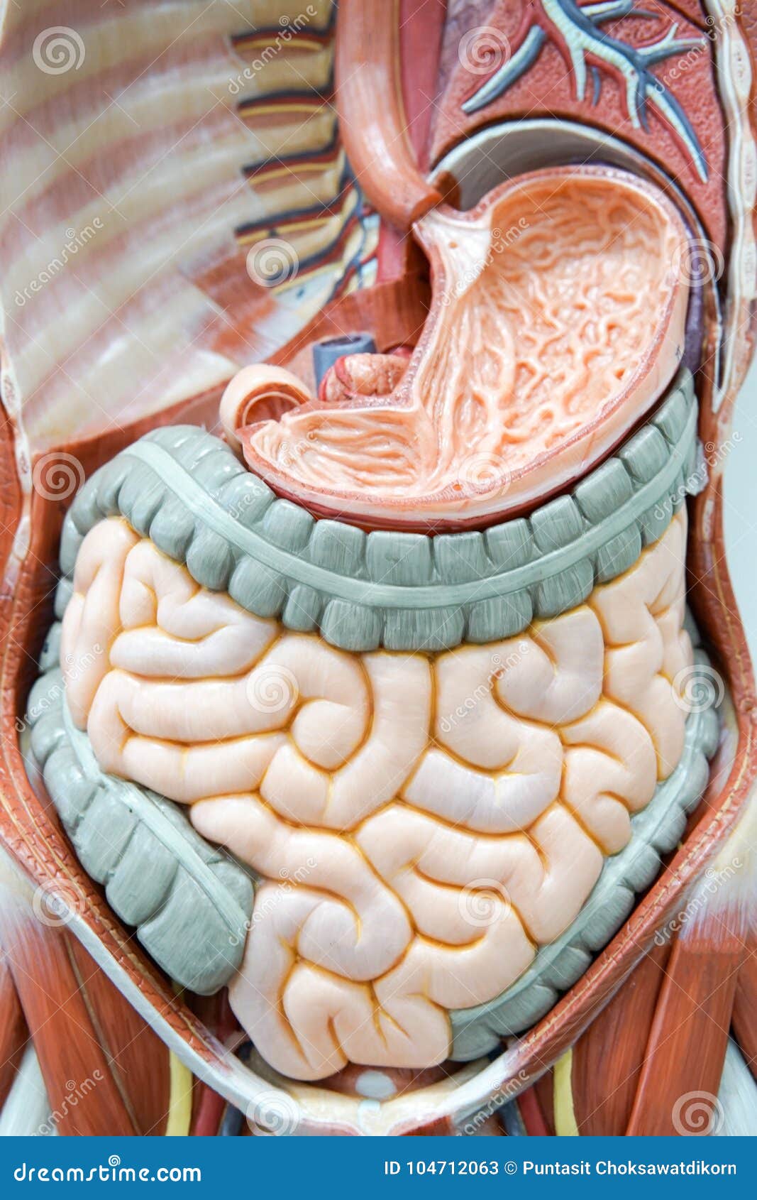 Human anatomy model stock image. Image of anatomically - 104712063