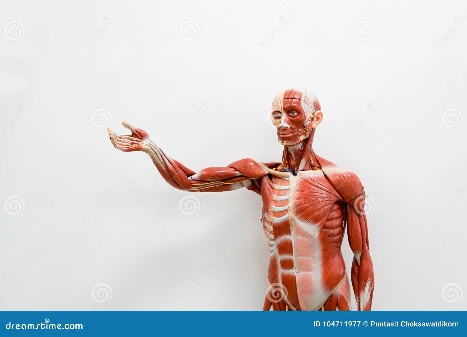 Human anatomy model stock image. Image of education - 104711977