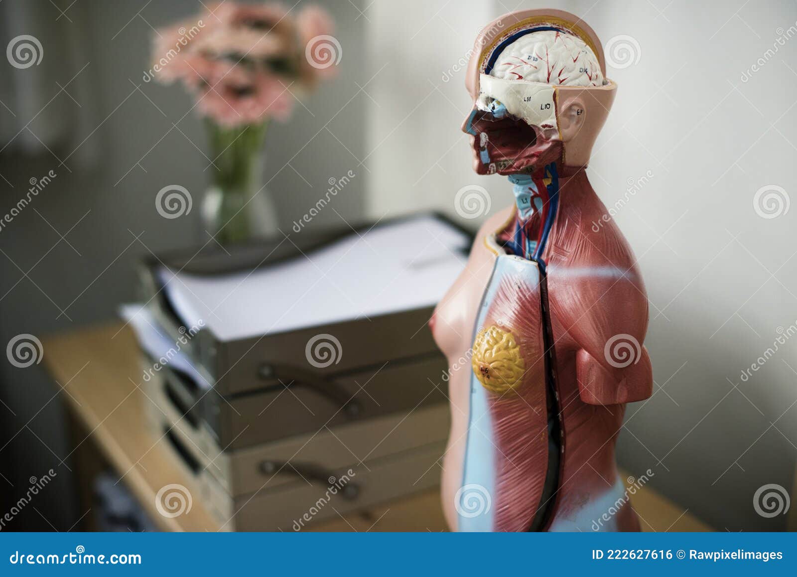 Human anatomy model stock photo. Image of anatomical - 222627616