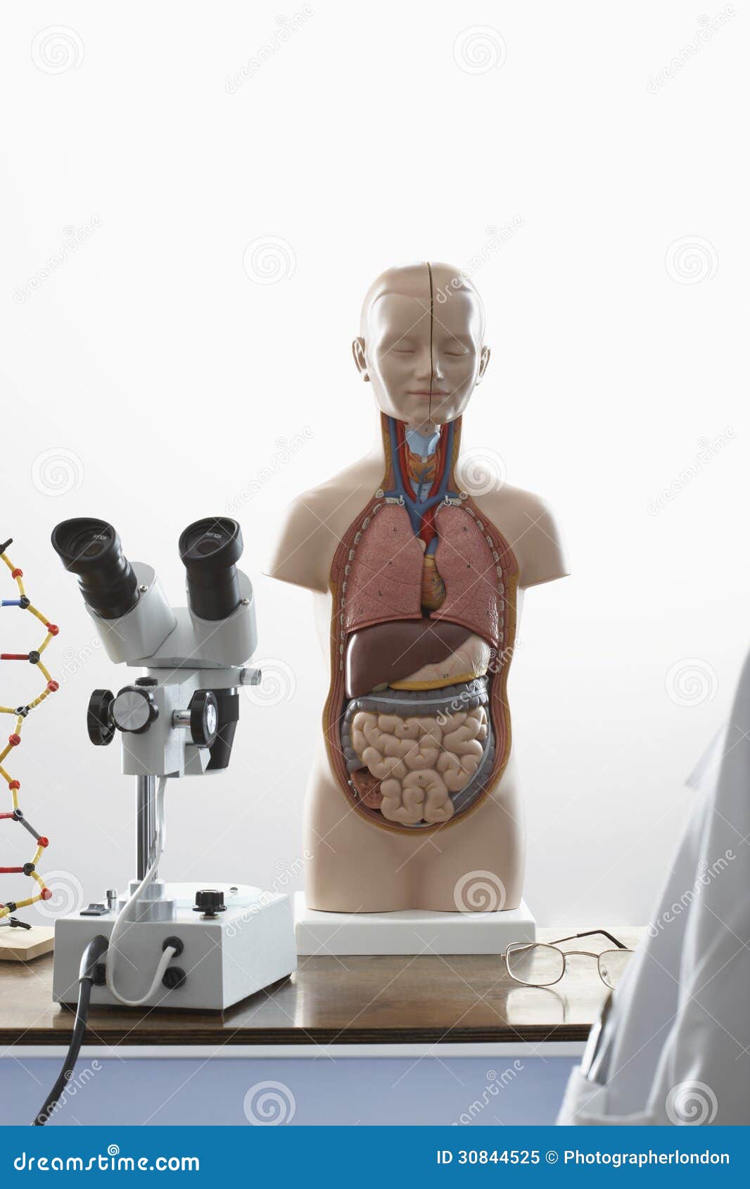 Human Anatomy Model and Microscope Stock Image - Image of organs ...