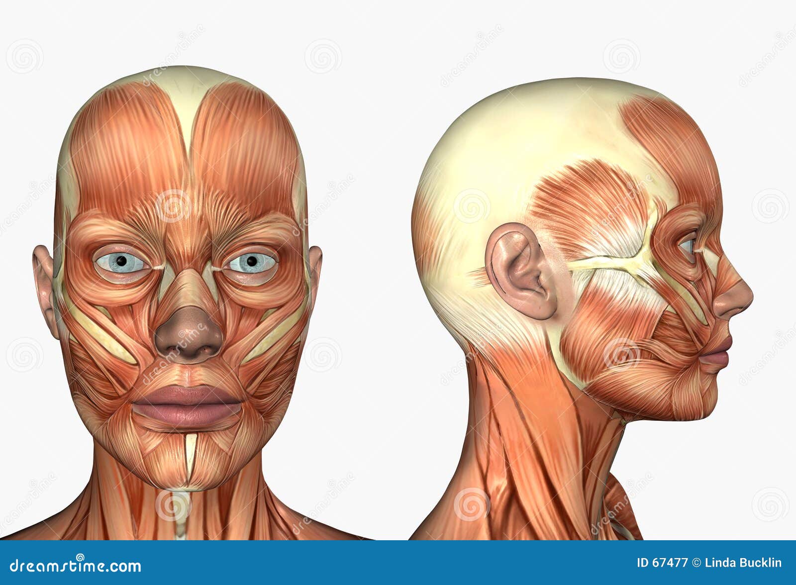 Human Anatomy - Muscles of the Face Stock Illustration - Illustration ... Human Anatomy - Muscles of the Face Stock Illustration - Illustration ...