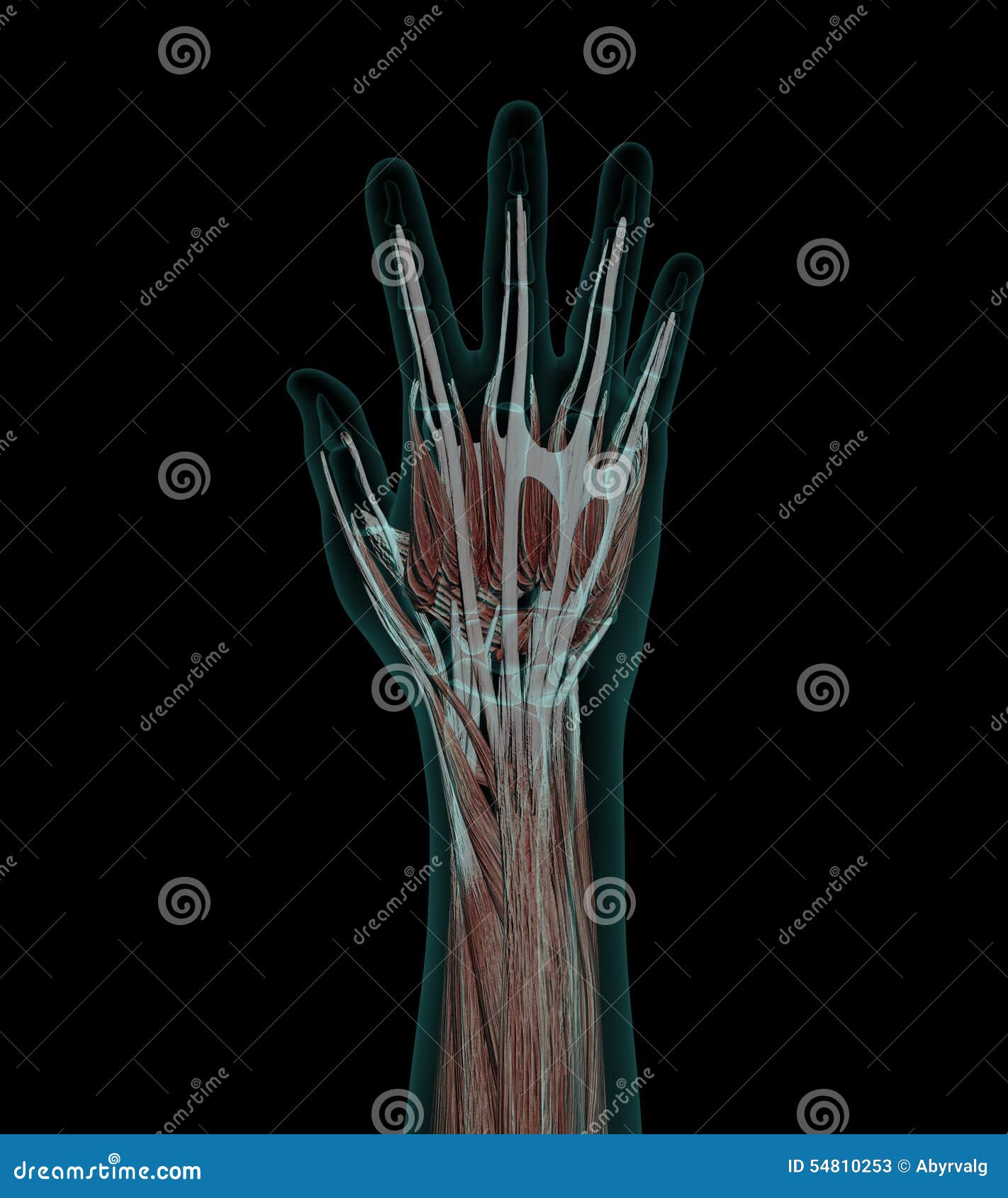 Human Anatomy Muscles of a Hand Stock Illustration - Illustration of ...