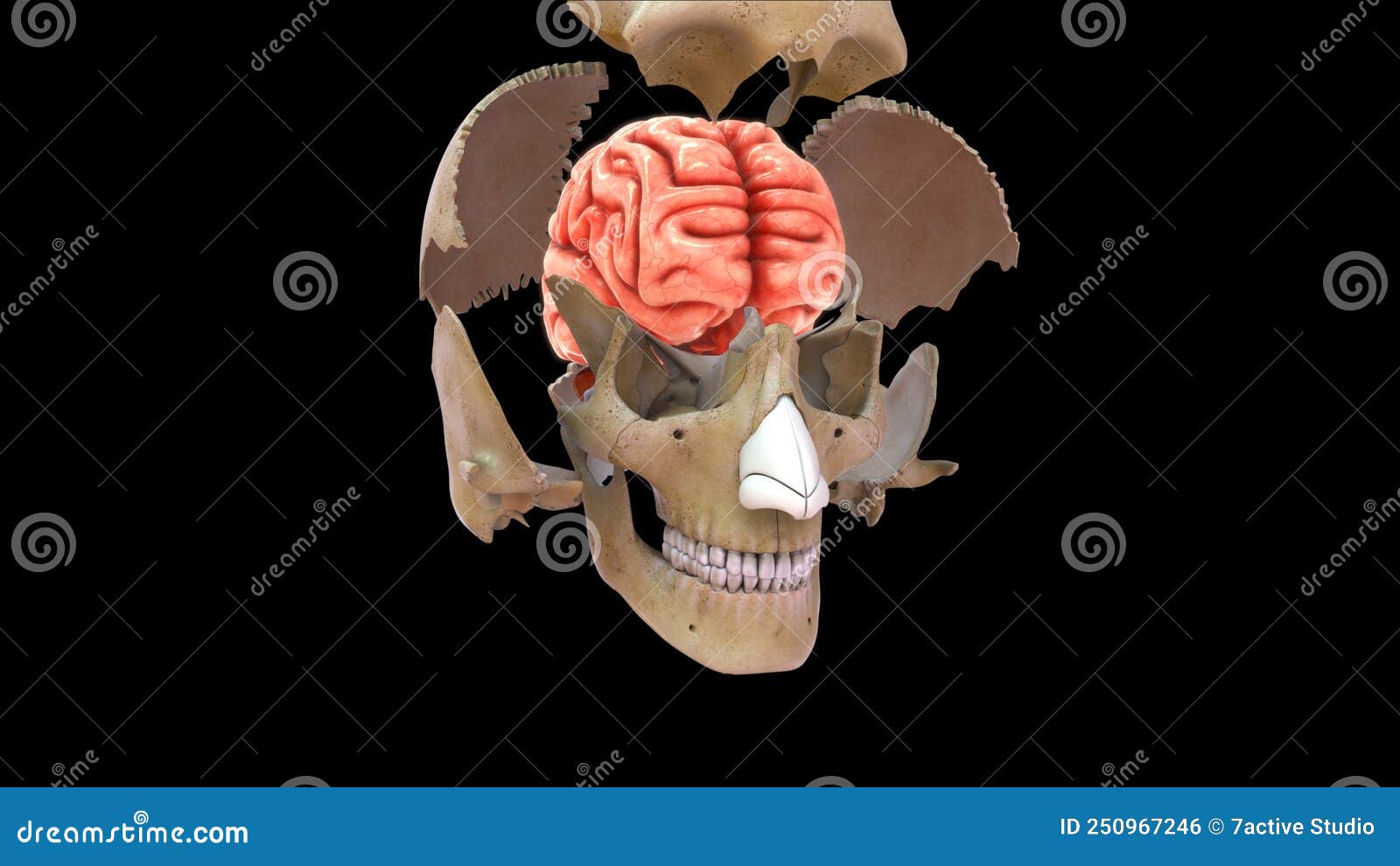 Human Brain with Skull Bones Stock Illustration - Illustration of organ ...